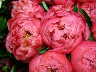 All About Peonies Video | Gardening with Charlie