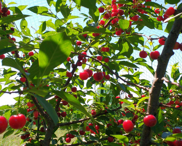 How to Grow Cherries -Growing adn Caring For Cherry Trees