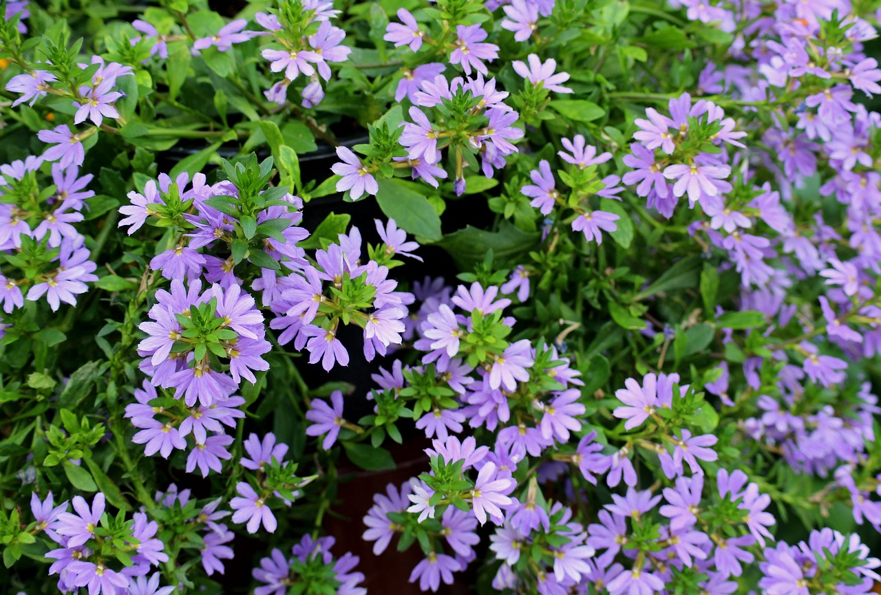 Scaevola Flower Annual Or Perennial | Best Flower Site