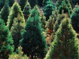 How to Grow: White Fir- grow white fir trees in the landscape