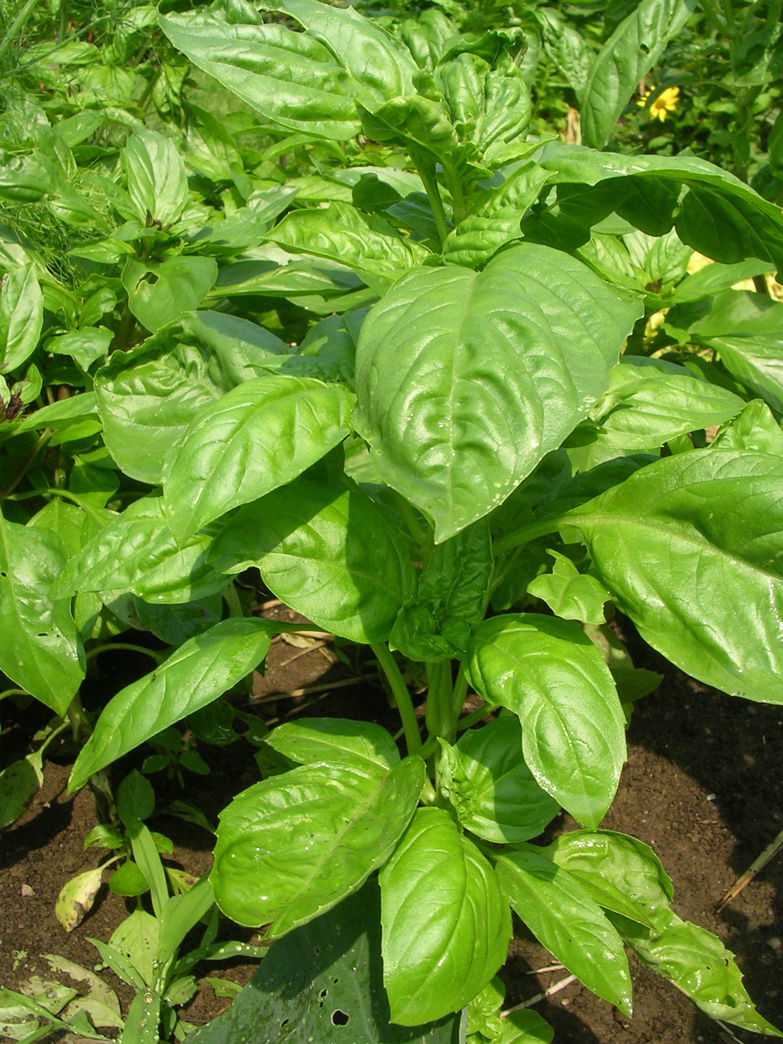 Basil Leaves Plant