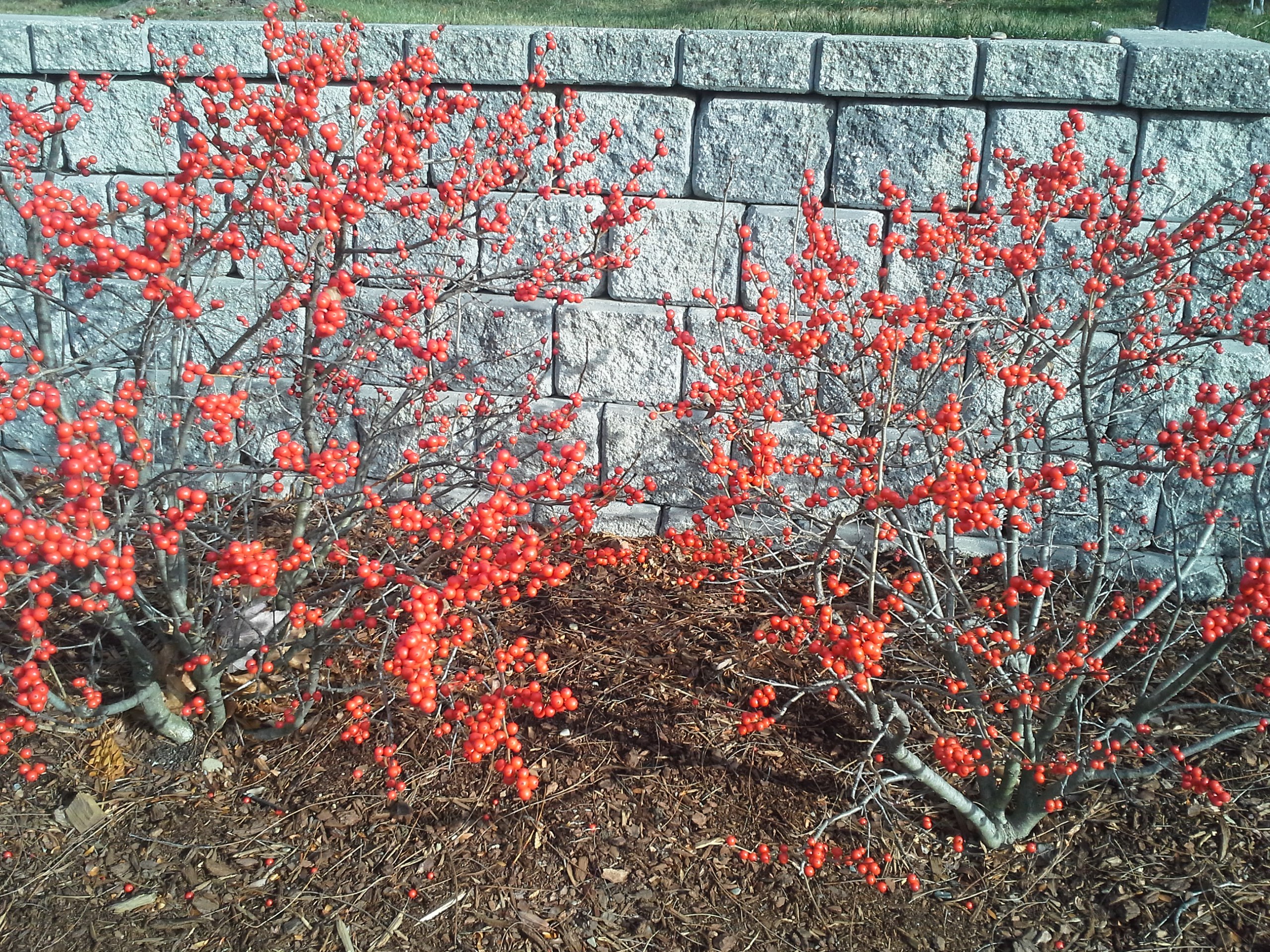 How to Grow: Hollies- gardening hollies- growing hollies
