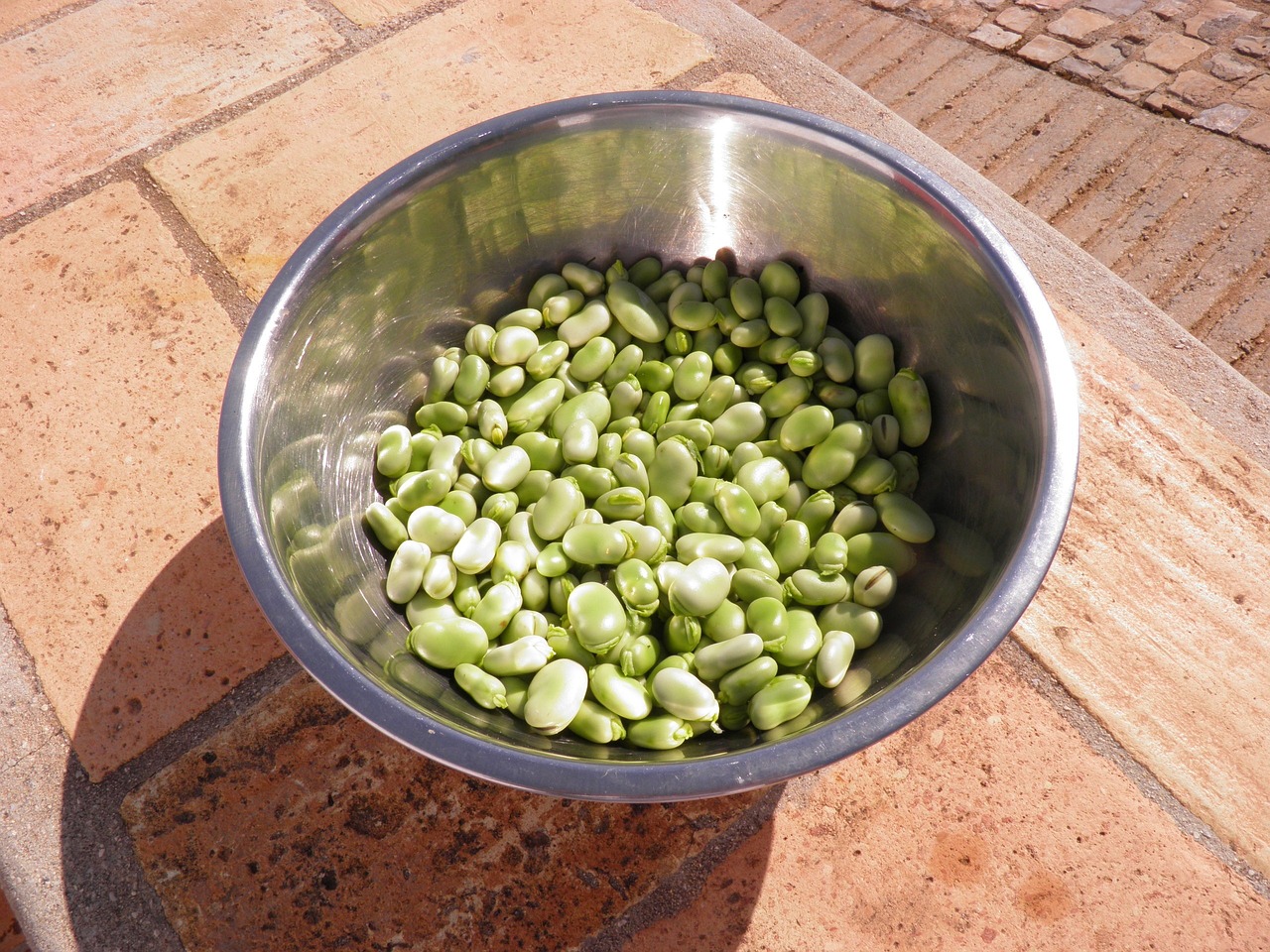 How to Grow: Fava Beans