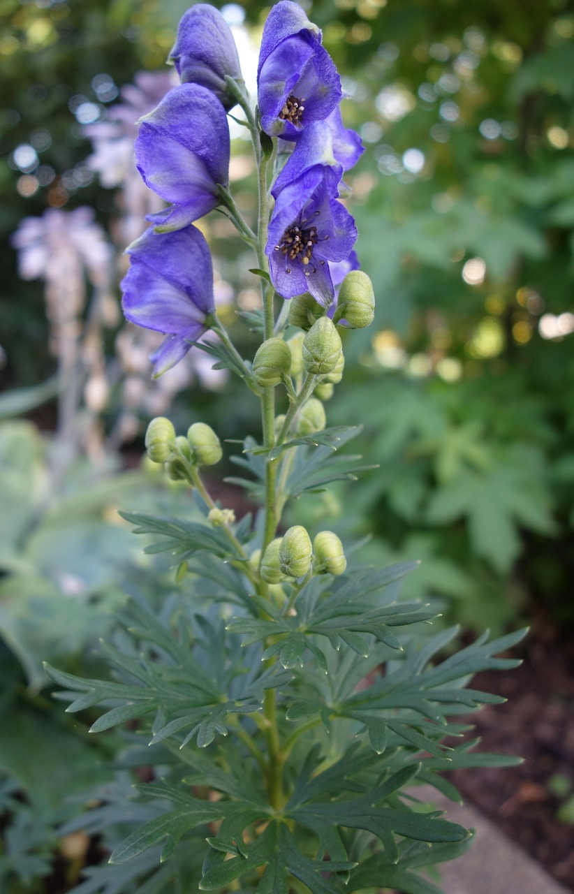 How to Grow: Monkshood | Gardening with Charlie