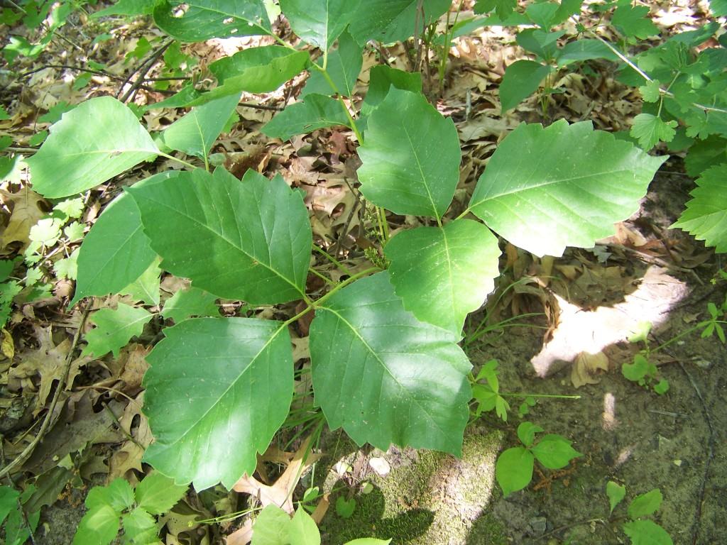 How to Grow: Controlling Poison Ivy