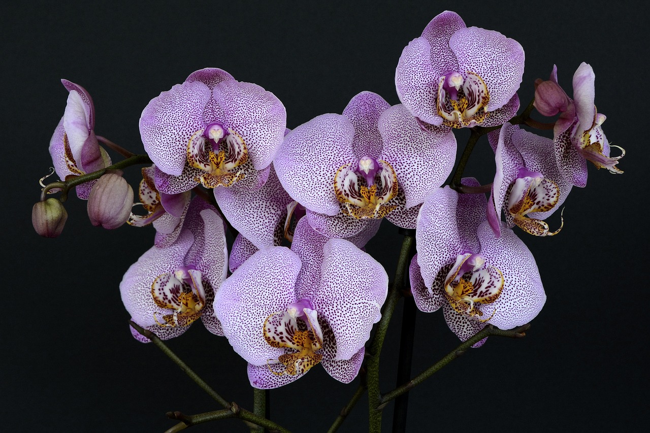 How to Grow: Orchids- Growing and Caring for Orchids