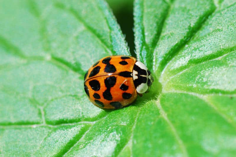How to Grow: Asian Ladybugs- Ways to Control Them in your Home