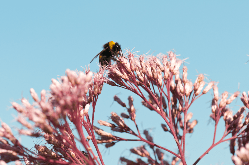 How to Grow: Jope Pye Weed, Grow and care for Eutrichium flower