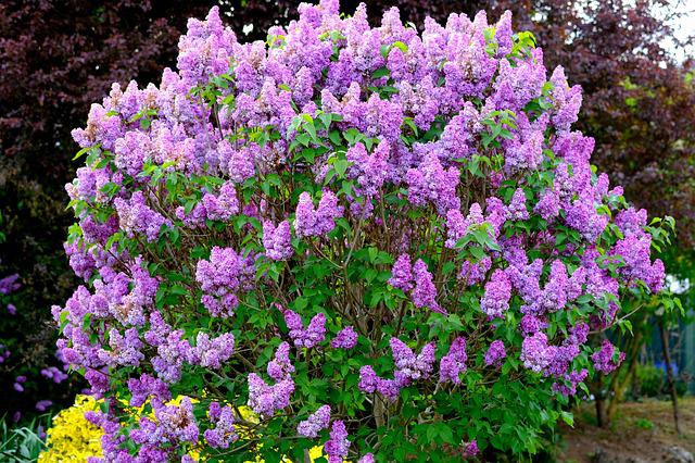 How to Grow: Tips on Caring for and Lilac Pruning