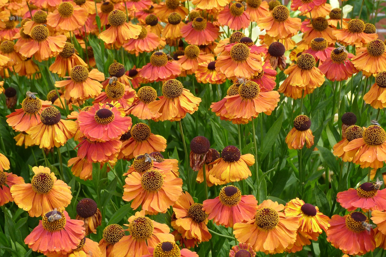 How to Grow: Helenium | Gardening with Charlie