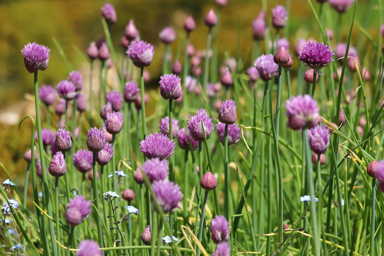 How to Grow: Chives | Gardening with Charlie