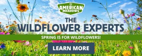 How to Grow Brambles like Raspberries & Blackberries
